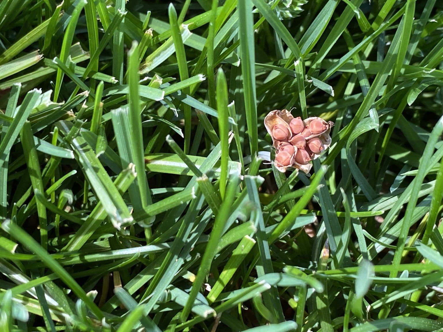 Crocus Seeds Carol J Michel Author And Gardener