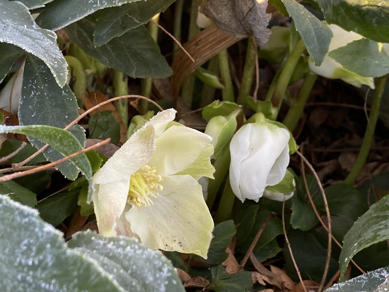 Lost Ladies of Garden Writing: Mildred Luedy - Carol J. Michel - Author ...