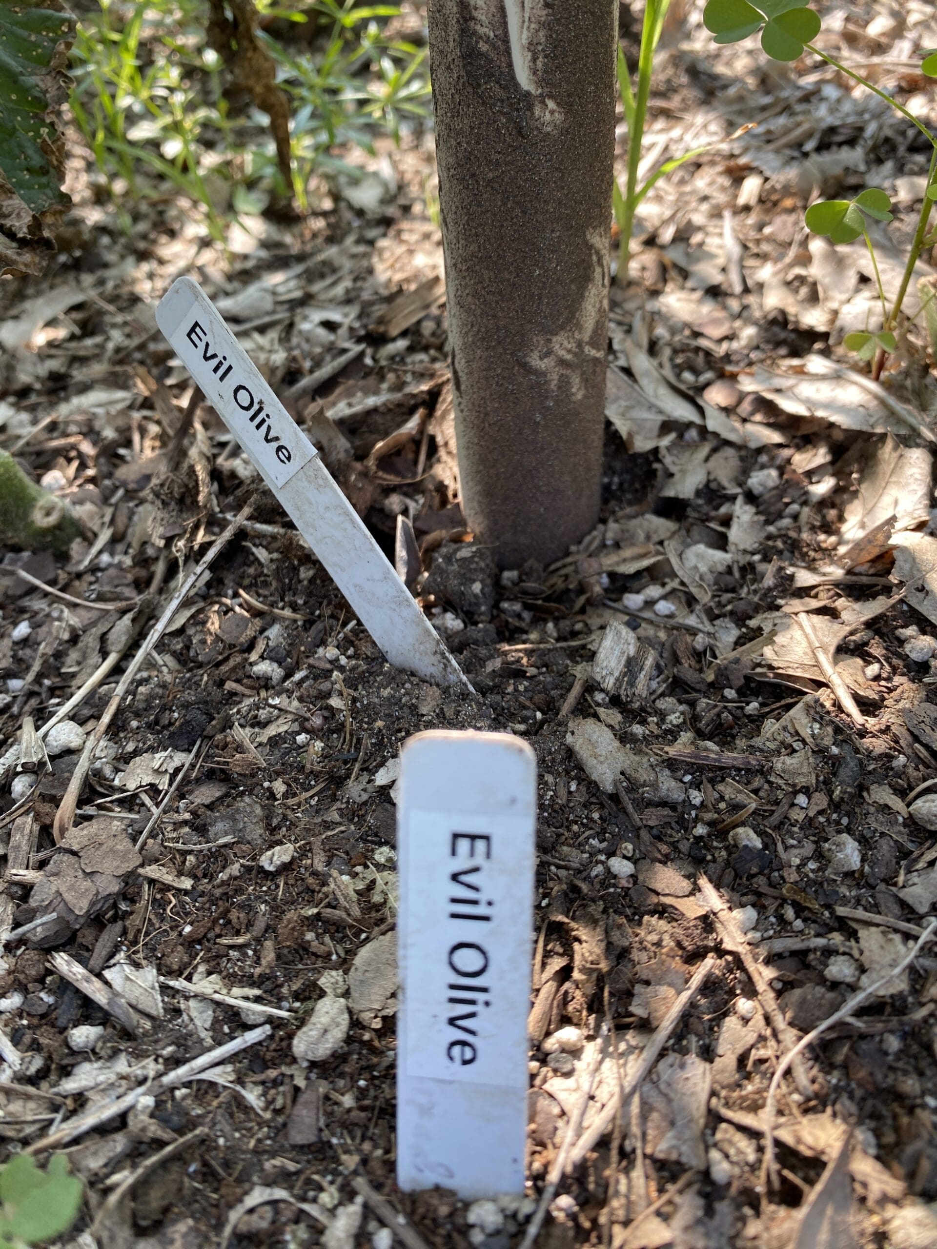 My Plant Label Solution - Carol J. Michel - Author and Gardener