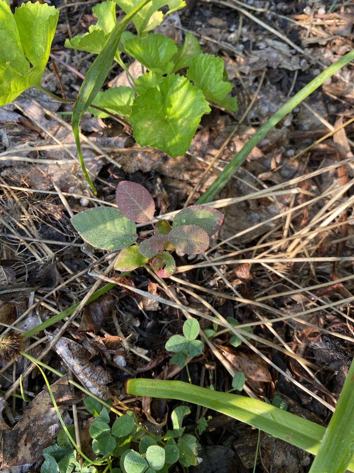Good Seedlings and Bad Seedlings - Carol J. Michel - Author and Gardener