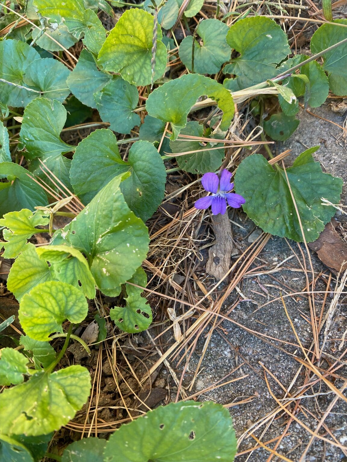 Someone Forgot to Tell the Violets... - Carol J. Michel - Author and Gardener
