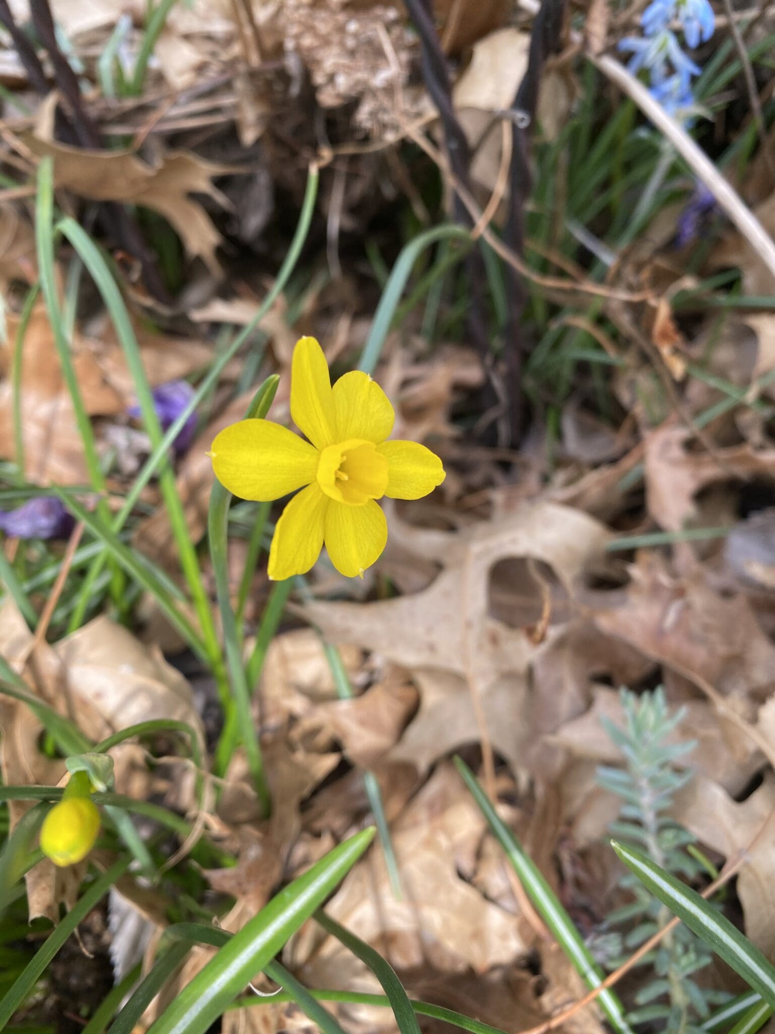 Beginning My Spinstercore Gardening Era - Carol J. Michel - Author and ...